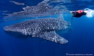 Kelly Hallman - Oceana New York Gala