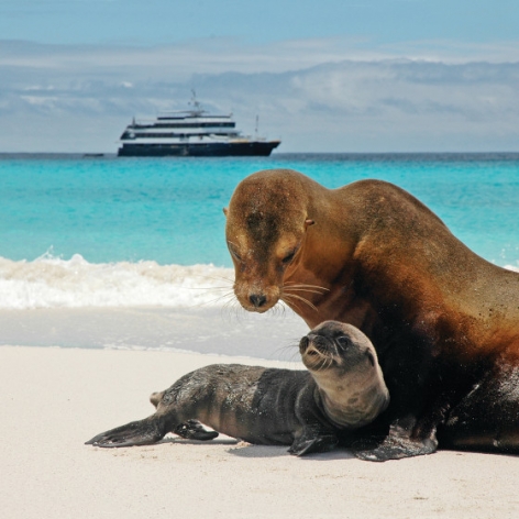 Exploring the Galápagos Islands - Oceana New York Gala
